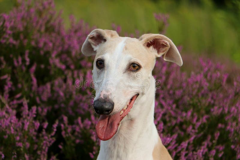 A Beautiful Greyhound Head Portrait in the Heath Stock Image - Image of ...