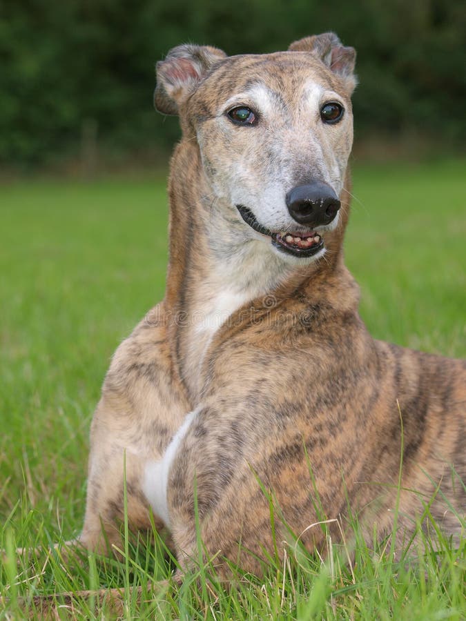 Greyhound stock image. Image of brown, mouth, looking - 24827277