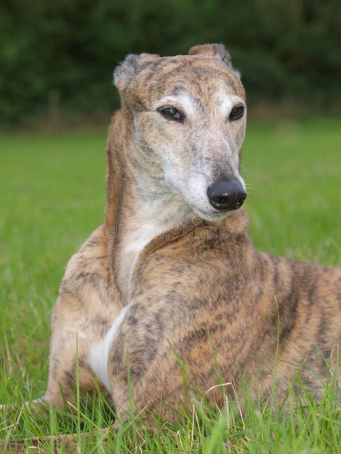 Greyhound stock image. Image of brown, mouth, looking - 24827277