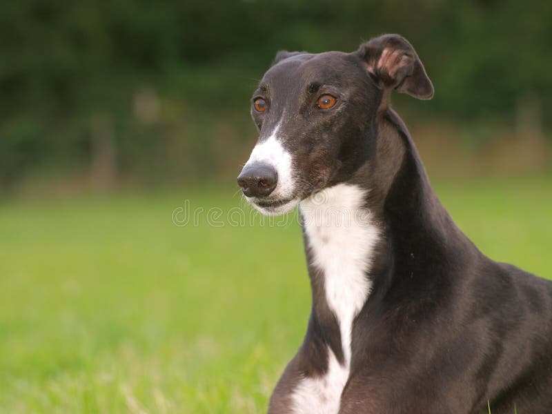 Beautiful Greyhound stock image. Image of friend, greyhound - 164542475