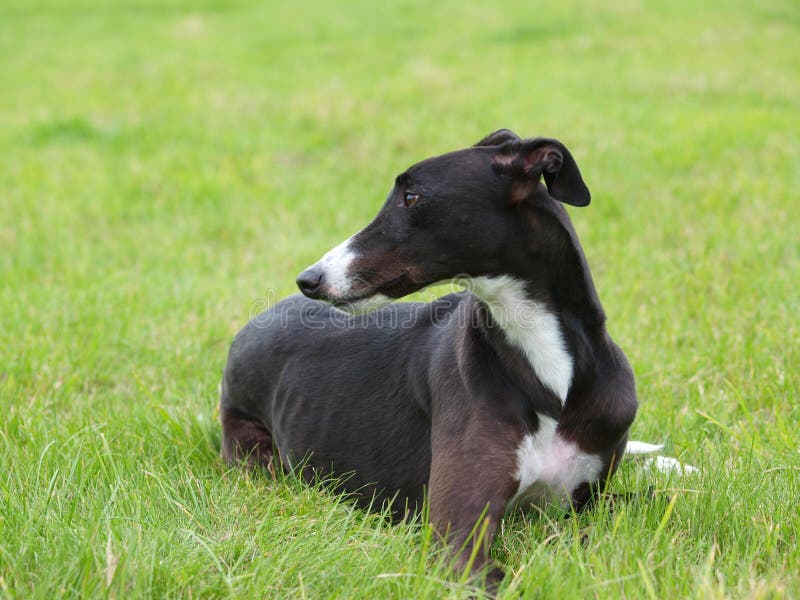 Greyhound stock image. Image of brown, mouth, looking - 24827277