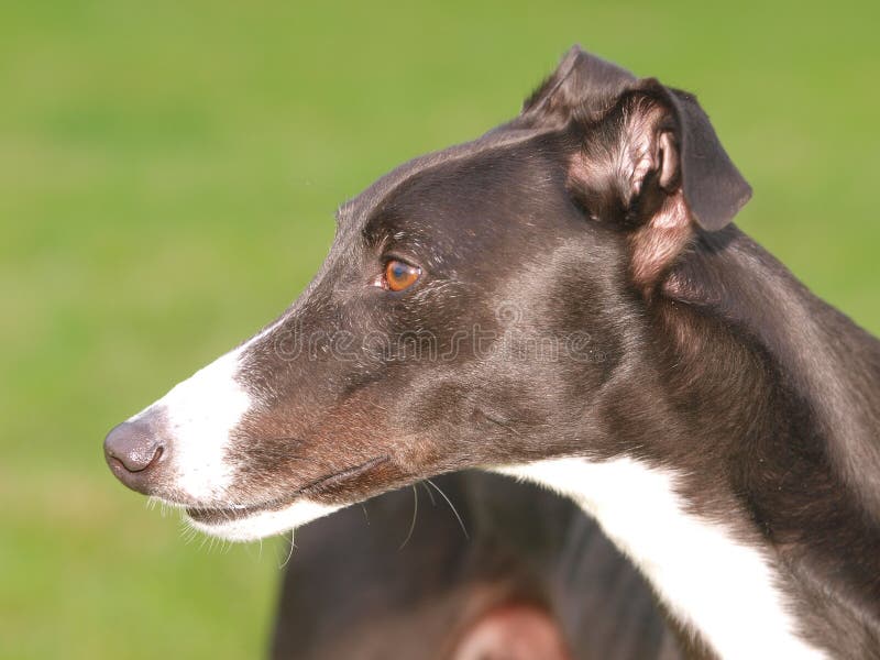 Beautiful Greyhound stock photo. Image of mouth, loyal - 164639186