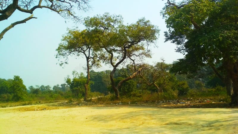 Beautiful Ground Trees India Stock Photo - Image of trees, country ...