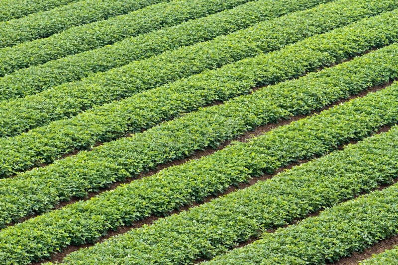 Beautiful Groundnut Field - Background Stock Photo - Image of bowl ...