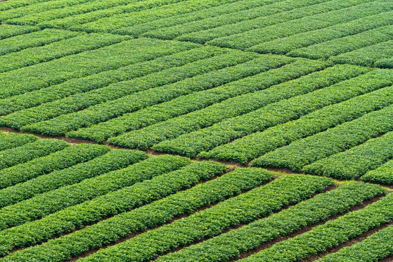 Beautiful Groundnut Field - Background Stock Image - Image of healthy ...