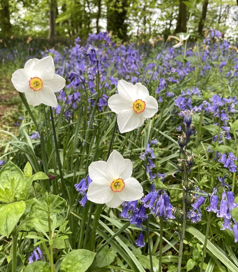 The Beautiful Grounds of Baddesley Clinton Featuring Bluebells, Oak ...