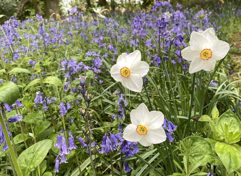 The Beautiful Grounds of Baddesley Clinton Featuring Bluebells, Oak ...