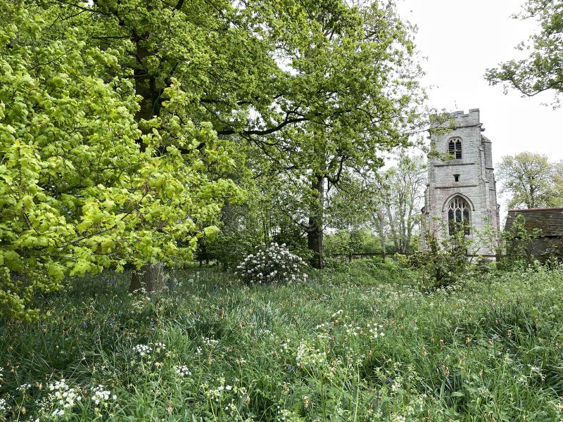 Bluebells, Oak Trees, Paths Stock Image - Image of beauty, color: 247523491