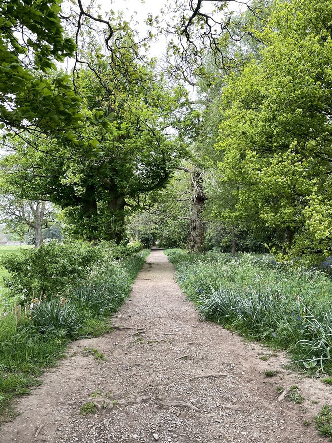 Bluebells, Oak Trees, Paths Stock Photo - Image of field, flora: 247523536