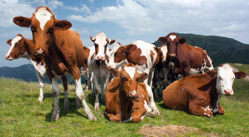 Group of cows stock photo. Image of bull, field, herd - 27192660