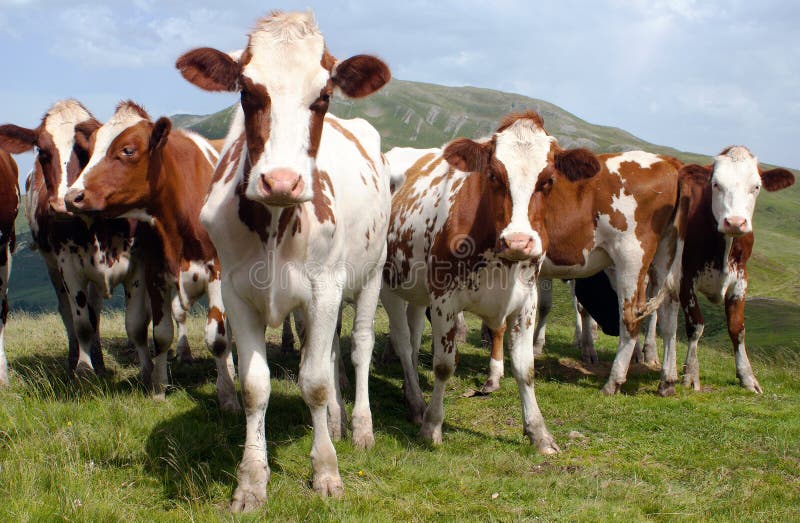 Cow farm stock image. Image of farm, beef, grazing, organic - 22797287