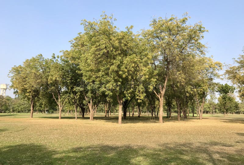 A Beautiful Group of Neem Trees Stock Photo - Image of playground ...