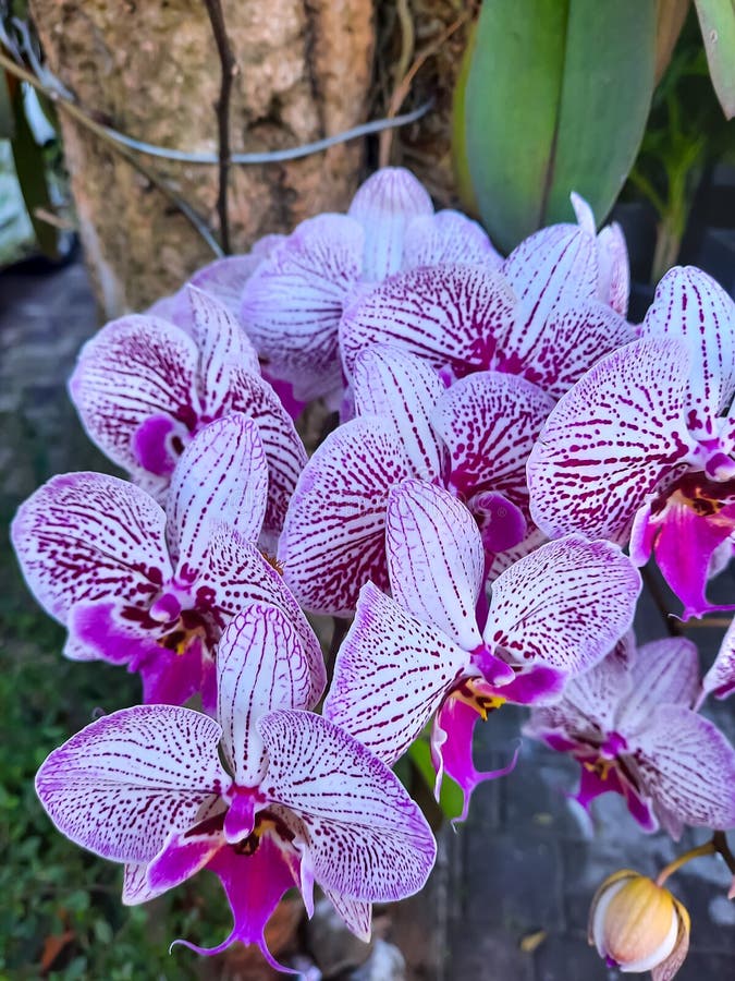 Beautiful Group Orchid Flower in the Garden Stock Photo - Image of ...