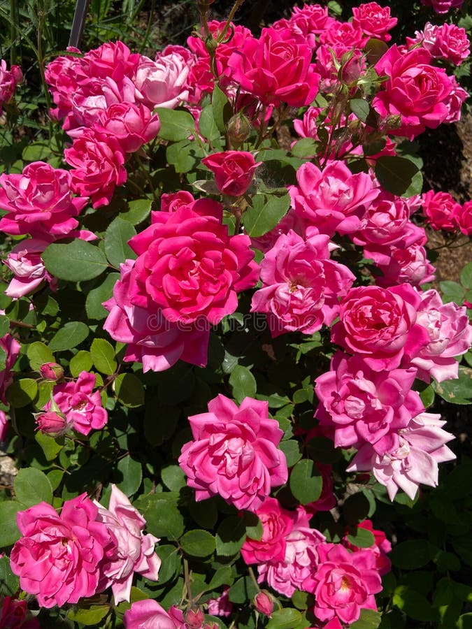 Beautiful Group of Pink Roses Stock Image - Image of flowers, roses ...