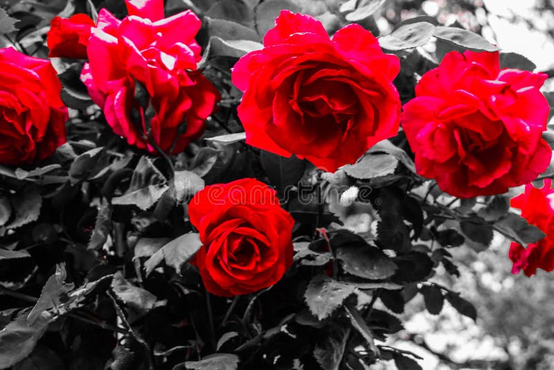 Beautiful Group of Red Roses Stock Image - Image of rose, garden: 97328495