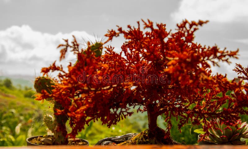 Beautiful Growing Little Red Tree in the Pot Stock Image - Image of ...