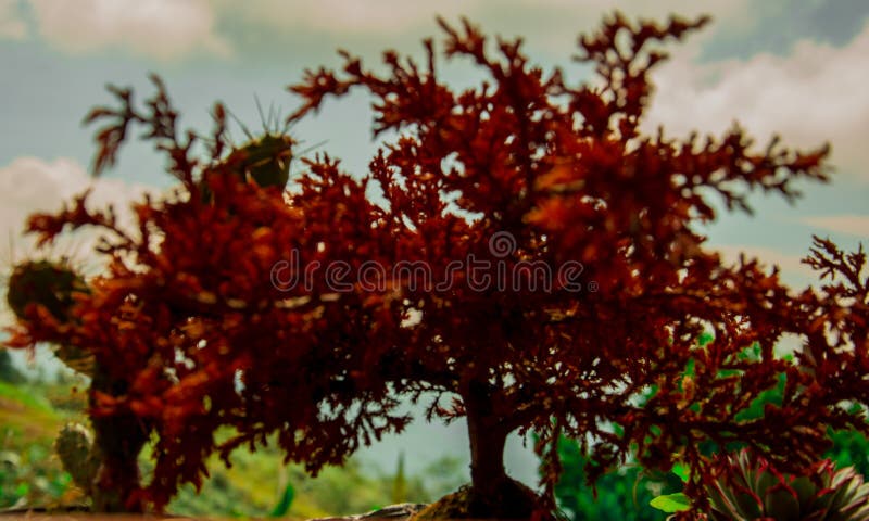 Beautiful Growing Little Red Tree in the Pot Stock Image - Image of ...