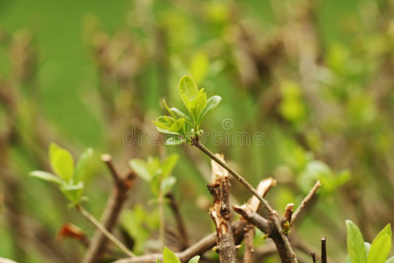A Beautiful Growing of Small Leaves on the Tree Stock Image - Image of ...