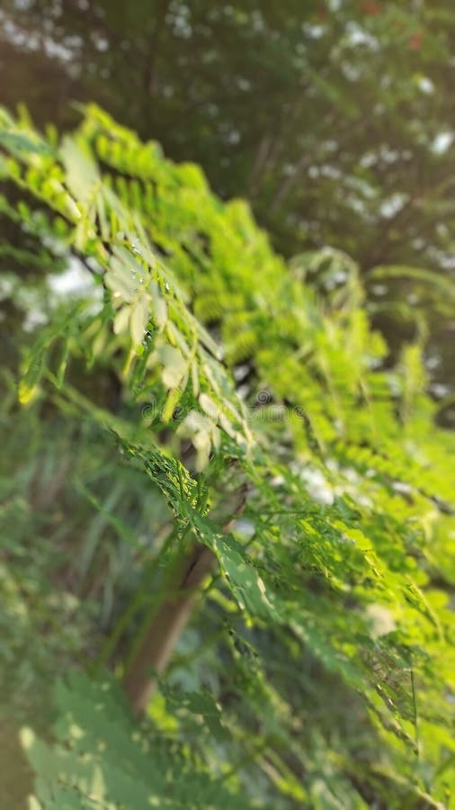 Beautiful Grown Tree Nature World Stock Image - Image of grown, world ...