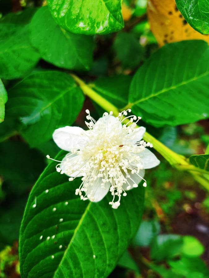 Beautiful guava flower stock image. Image of pretty - 239247503