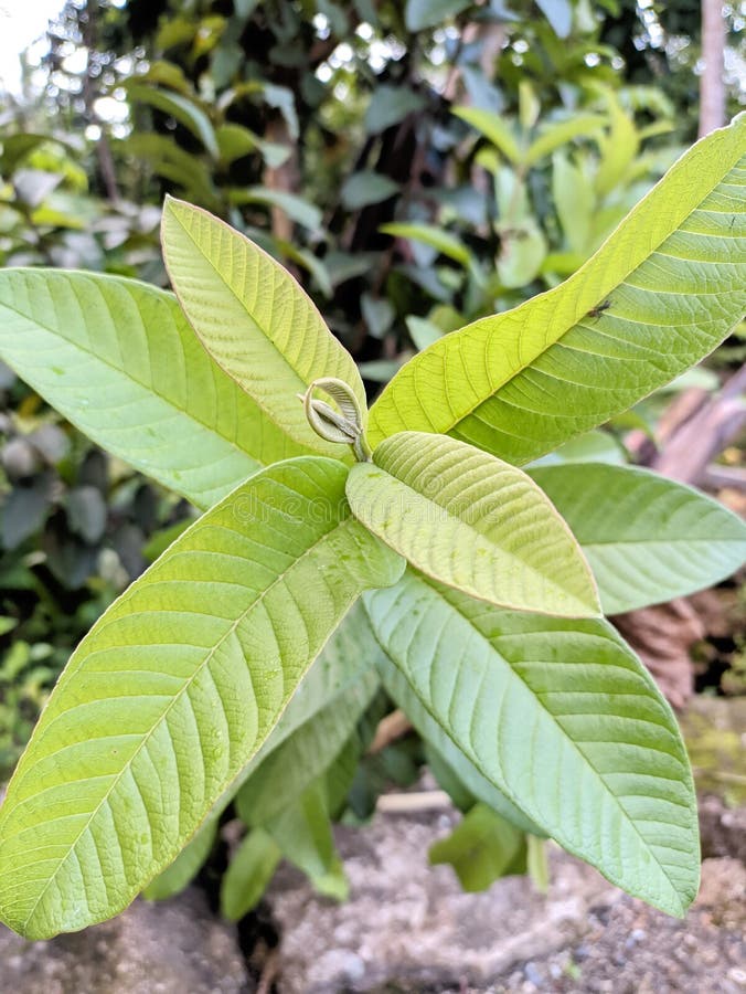 2,301 Beautiful Guava Leaf Background Stock Photos - Free & Royalty ...