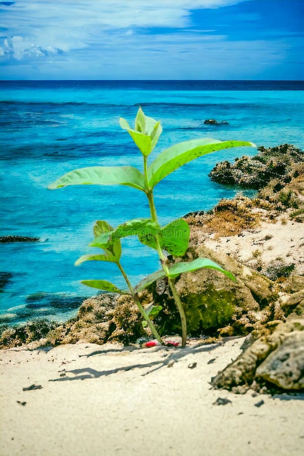 A Beautiful Guava Tree on the Blue Beach Stock Photo - Image of guava ...