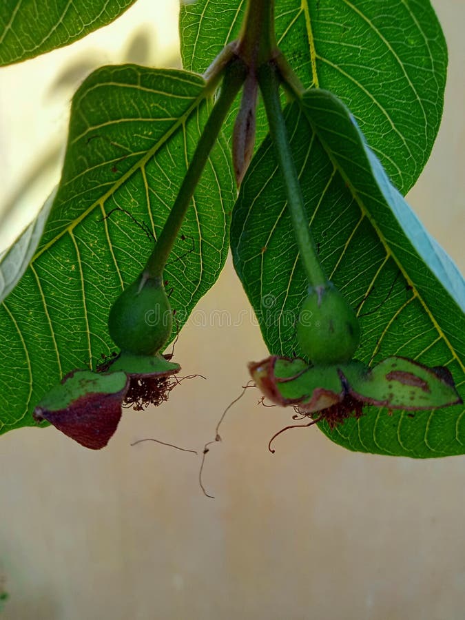 Beautiful Guava Twigs Background Stock Photo - Image of twigs ...