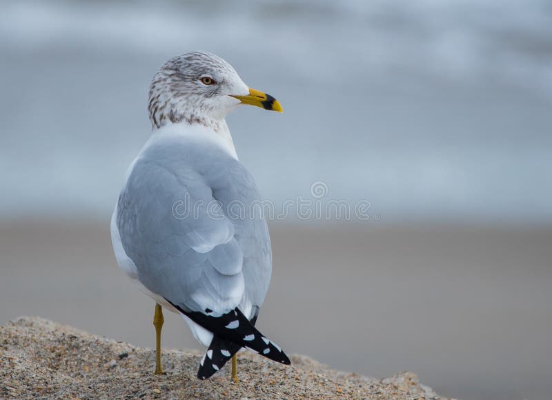 Beautiful Gull on the Sand stock image. Image of nature - 200317553