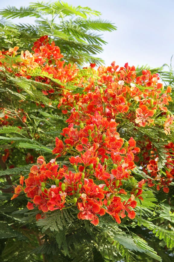Beautiful Gulmohar flowers stock photo. Image of fabales - 23314182