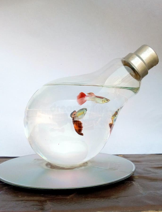 Beautiful Guppies in Light Bulb Editorial Photo - Image of guppies ...