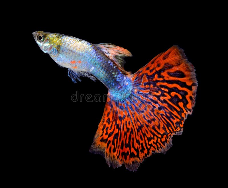 Beautiful Guppy on Black Background Stock Image - Image of cute, tank ...
