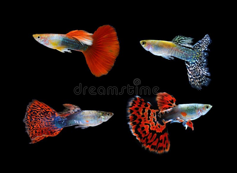 Beautiful Guppy on Black Background Stock Image - Image of aquatic ...