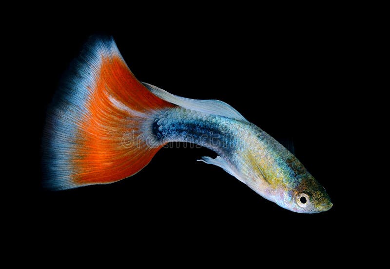 Beautiful Guppy on Black Background Stock Photo - Image of lace ...