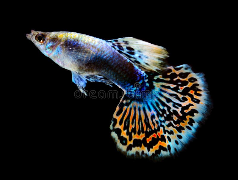 Beautiful Guppy on Black Background Stock Image - Image of beautiful ...
