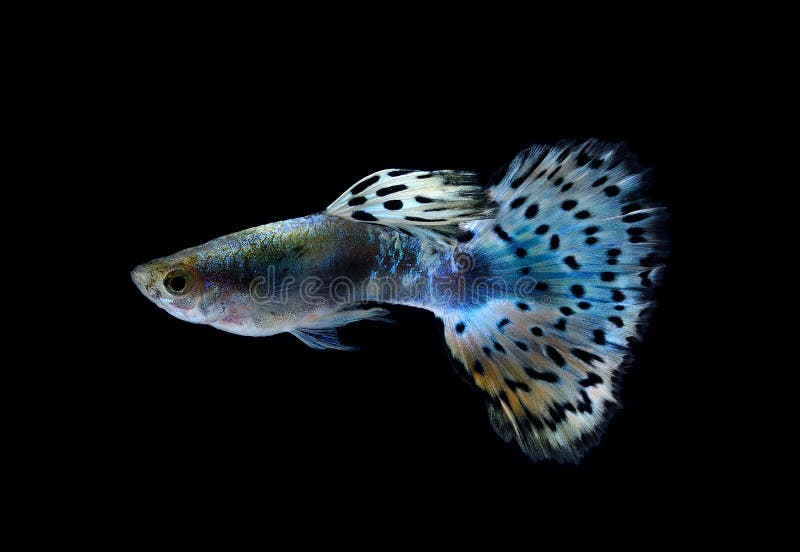 Beautiful Guppy on Black Background Stock Photo - Image of male, tank ...