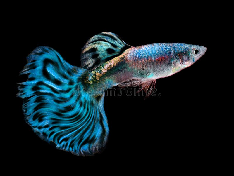 Beautiful Guppy Isolated on Black Background Stock Image - Image of ...