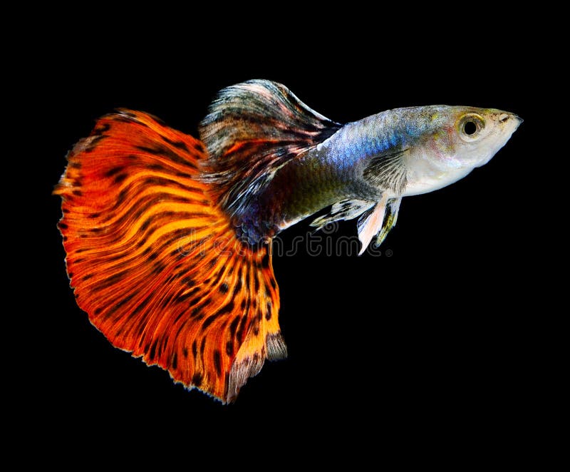 Beautiful Guppy stock image. Image of cute, beauty, animal - 175065803