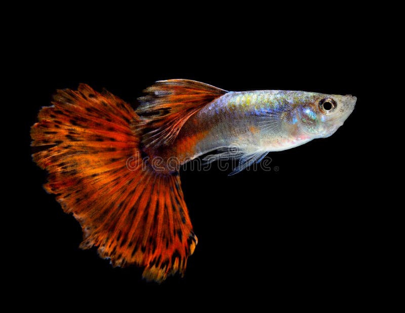 Beautiful Guppy Isolated on Black Background Stock Photo - Image of ...