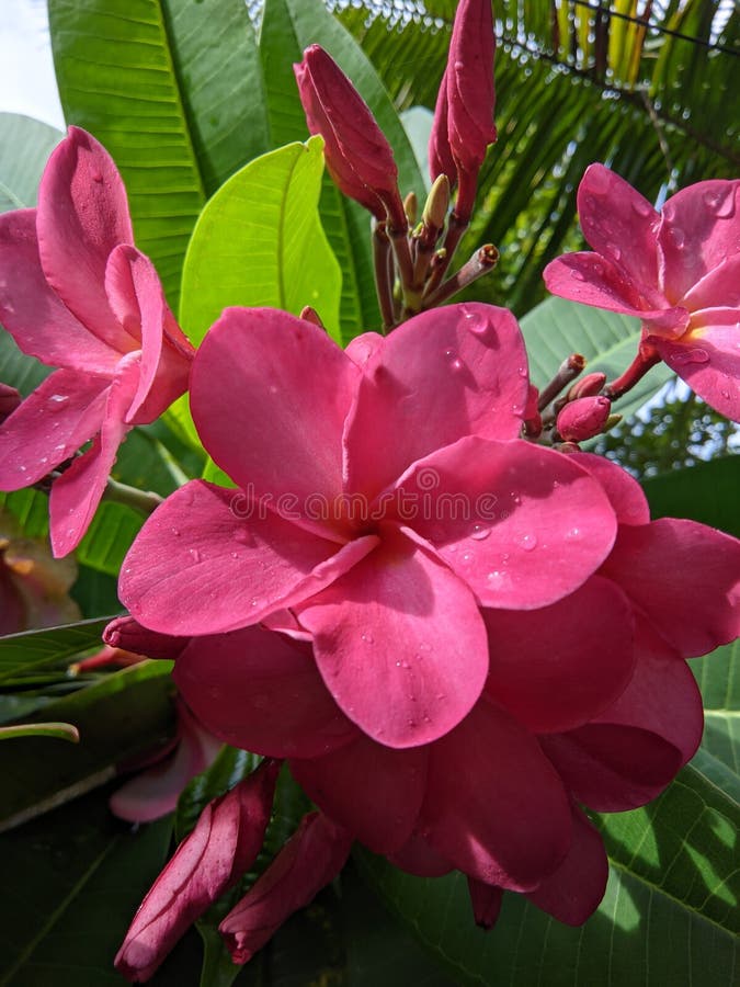 Gurden Flower stock image. Image of temple, bouquet - 248632969