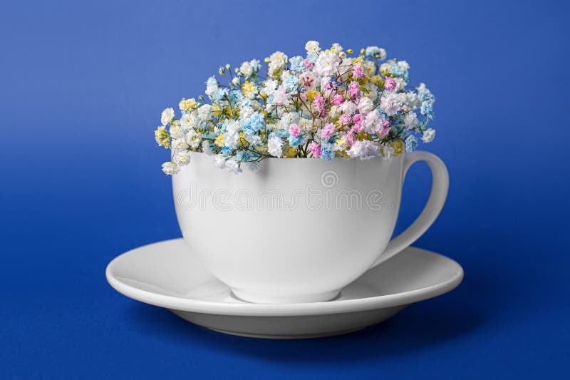 Beautiful Gypsophila Flowers in White Cup on Blue Stock Photo - Image ...