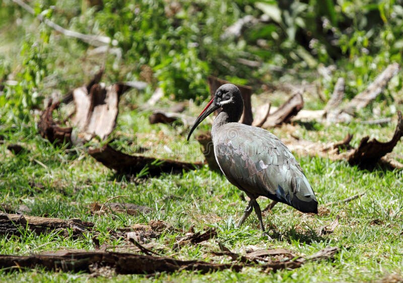 A beautiful Hadada Ibis stock image. Image of endothermic - 36414431