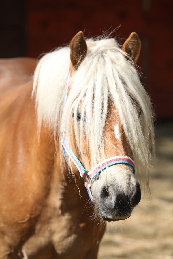 Beautiful Haflinger with Colorfull Halter Stock Photo - Image of ...