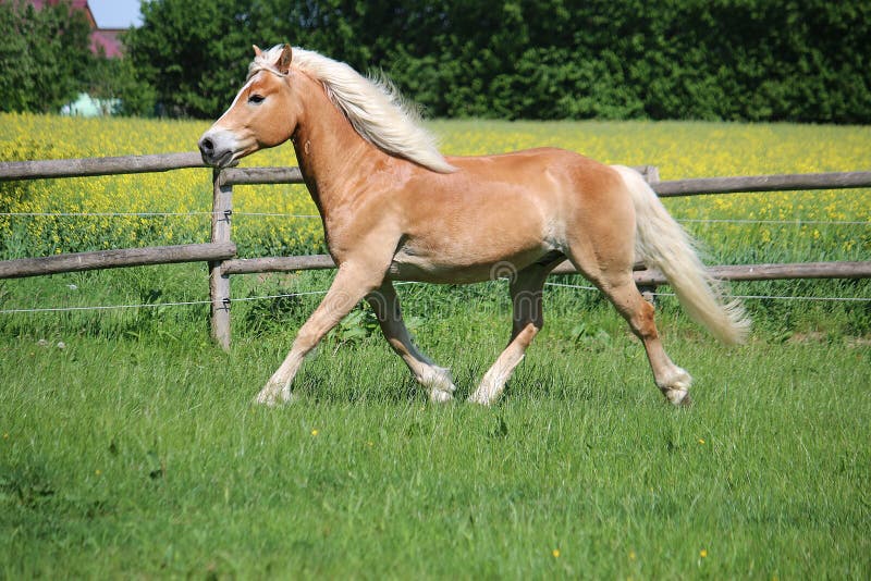 Beautiful Haflinger Horse with Beautiful Hair is Running on the Paddock ...