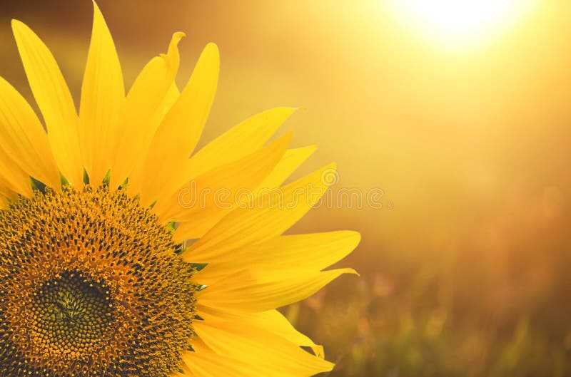 Beautiful Half Sunflower with Sun Light Effect .copy Space for Text ...