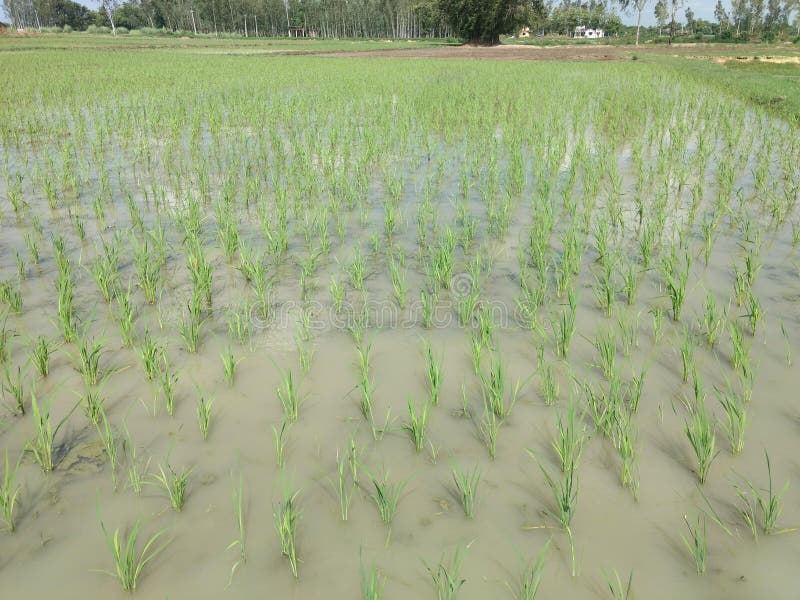 In this Area is Dhaan Ka Khet Stock Image - Image of time, nicethis ... In this Area is Dhaan Ka Khet Stock Image - Image of time, nicethis ...
