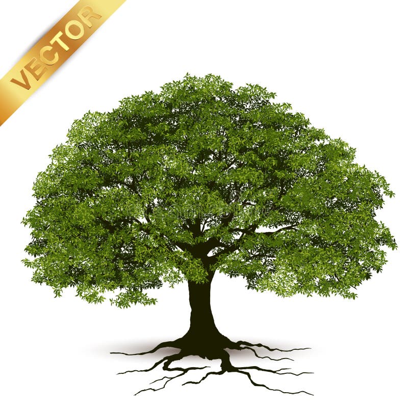 Beautiful Tree Vector on a White Background. Stock Vector ...