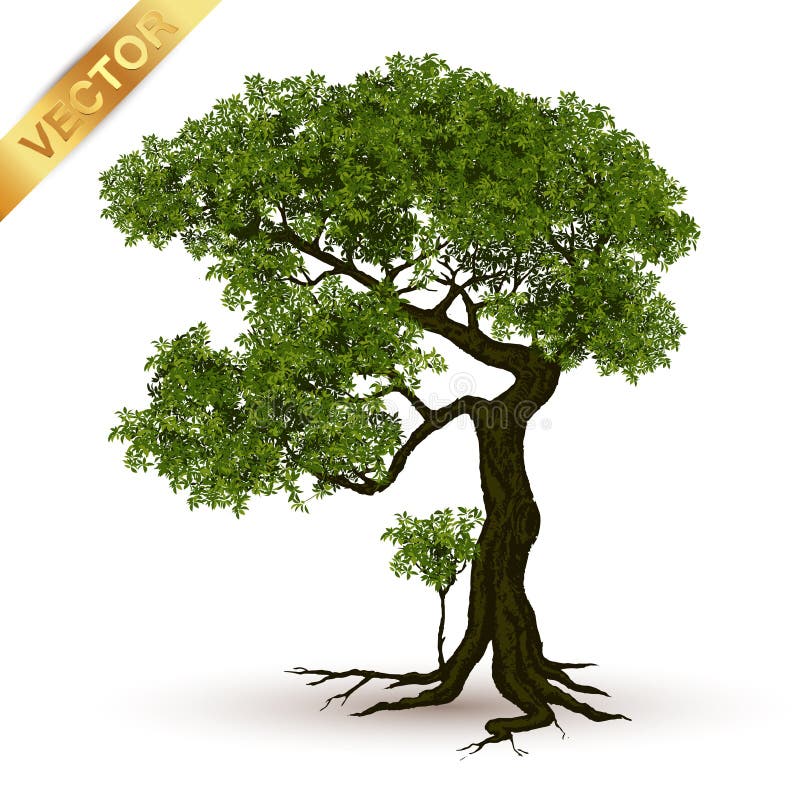 Beautiful Tree Vector on a White Background. Stock Vector ...