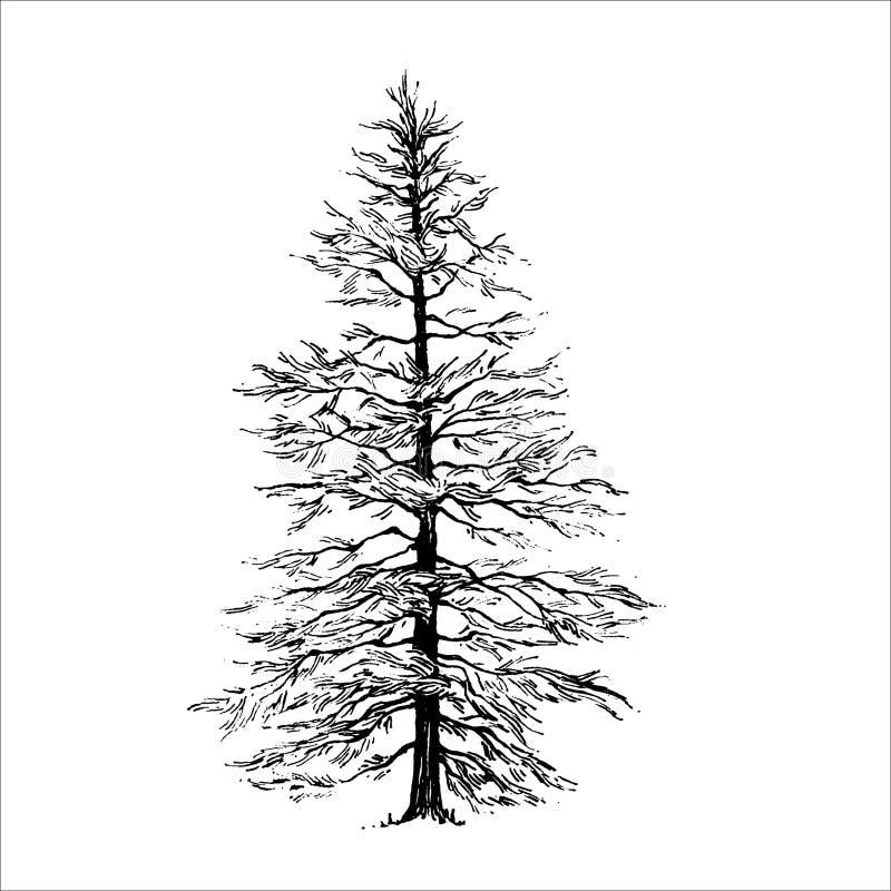 Hand Drawn Tree Illustration, Pine Tree, Forest Drawing, Graphic ...