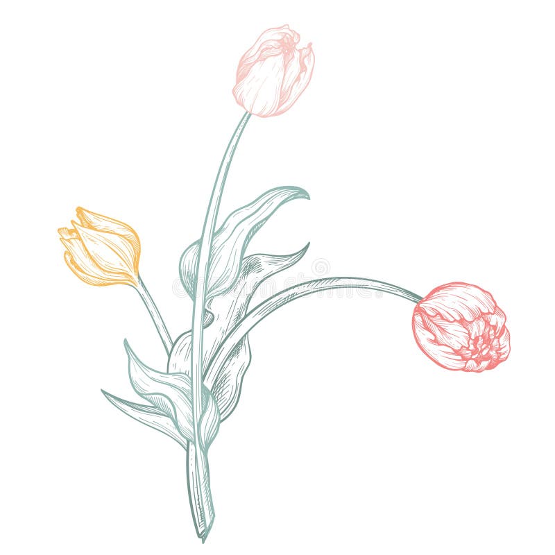 Beautiful Hand Drawn Vector Composition with Tulip Flowers Stock Vector ...