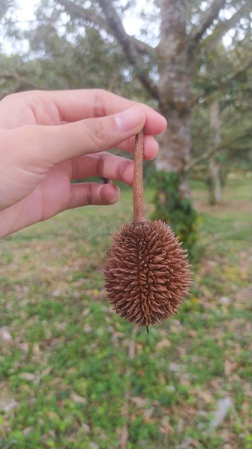 Beautiful Hand Holding Baby Durian Stock Image - Image of hand, durian ...